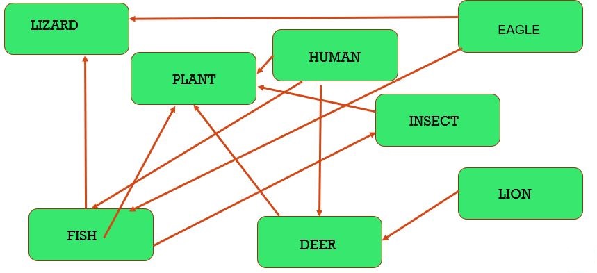 Food chain and Food web in Ecosystem