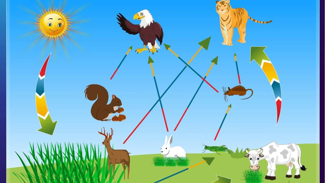 Food Chain Definition Examples Video Explanation Science Food Chain Definition Examples Video Explanation Science