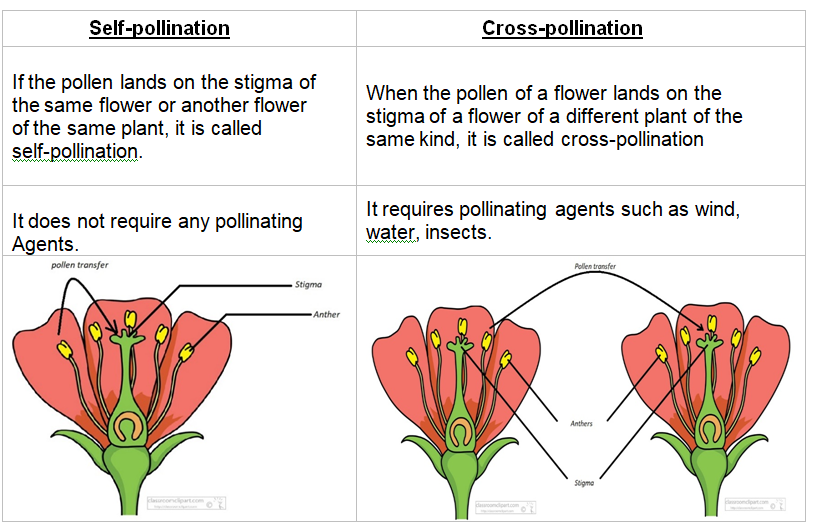 NCERT Solutions for Class 7 Science Chapter 12 - Reproduction in Plants ...